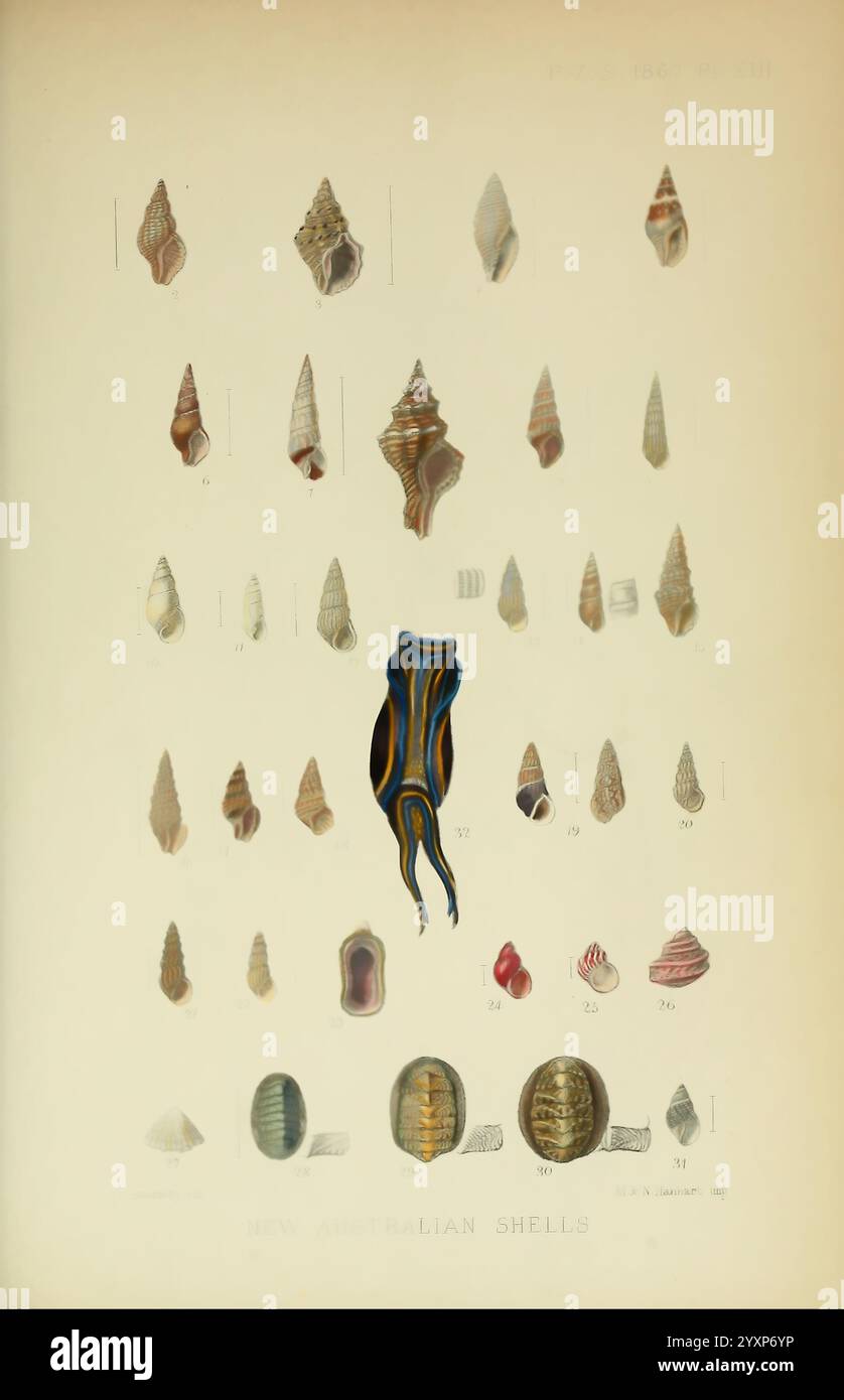 Various australian shells hi-res stock photography and images - Alamy