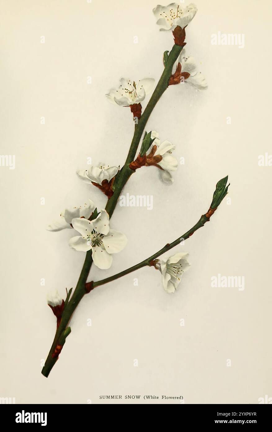 Branchs lively appearance hi-res stock photography and images - Alamy