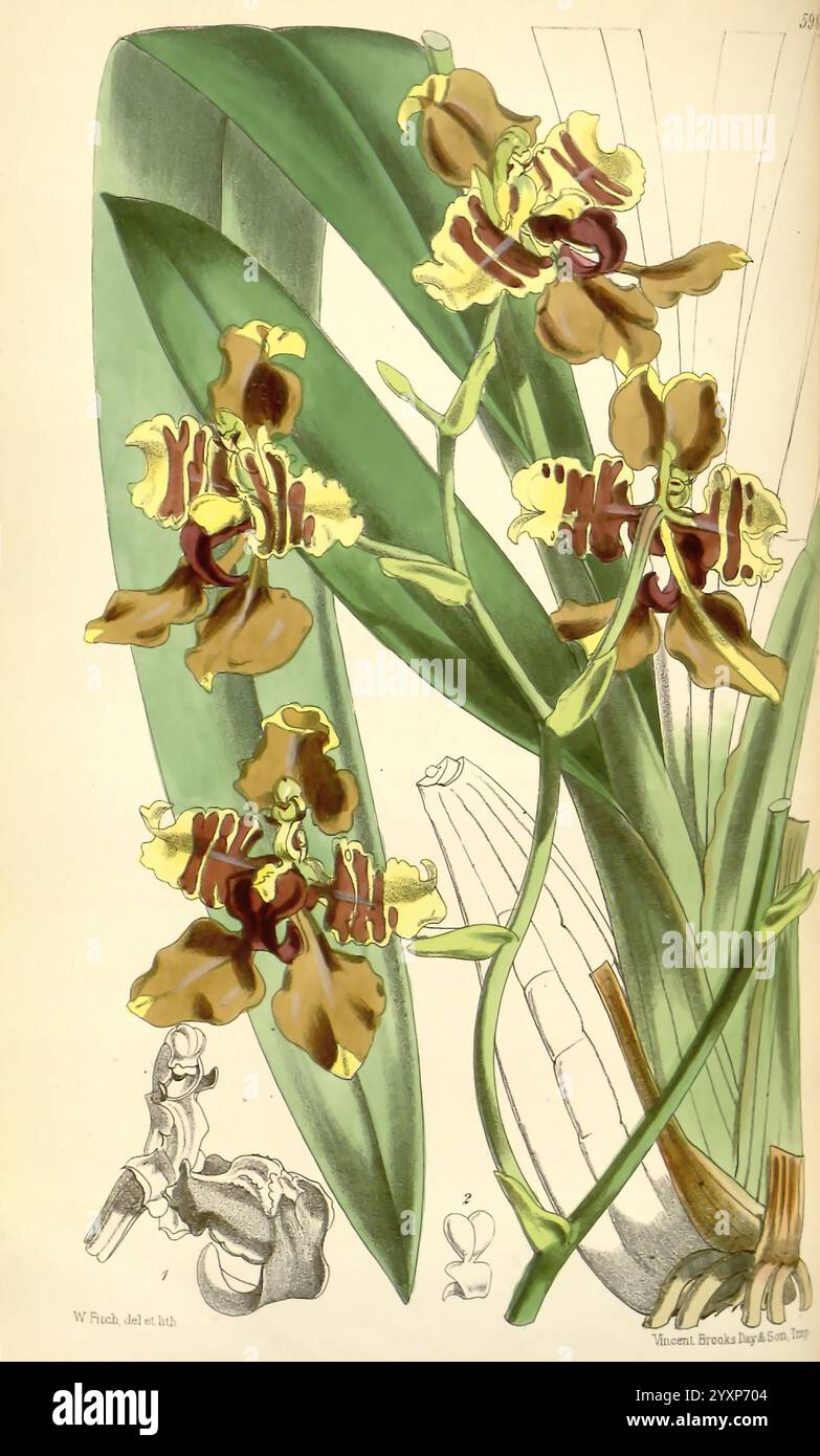 Orchids life cycle hi-res stock photography and images - Alamy