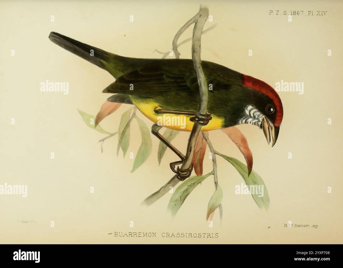 Birds distinctive facial features hi-res stock photography and images ...