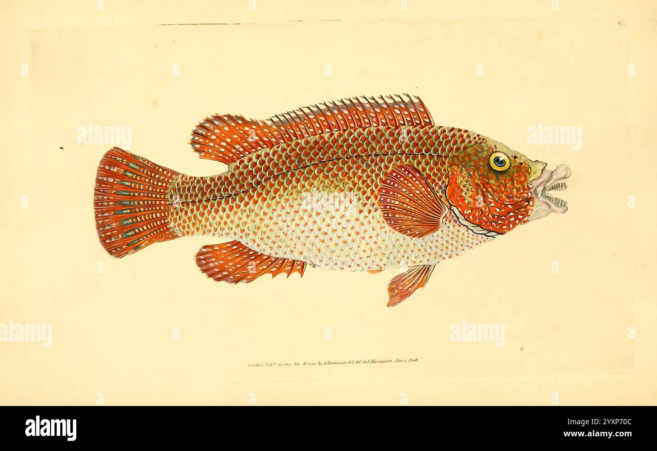 Intricately detailed fish illustration showcases hi-res stock ...