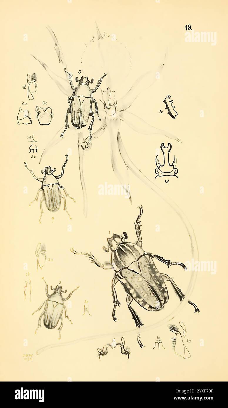 Arcana entomologica, or Illustrations of new, rare, and interesting ...