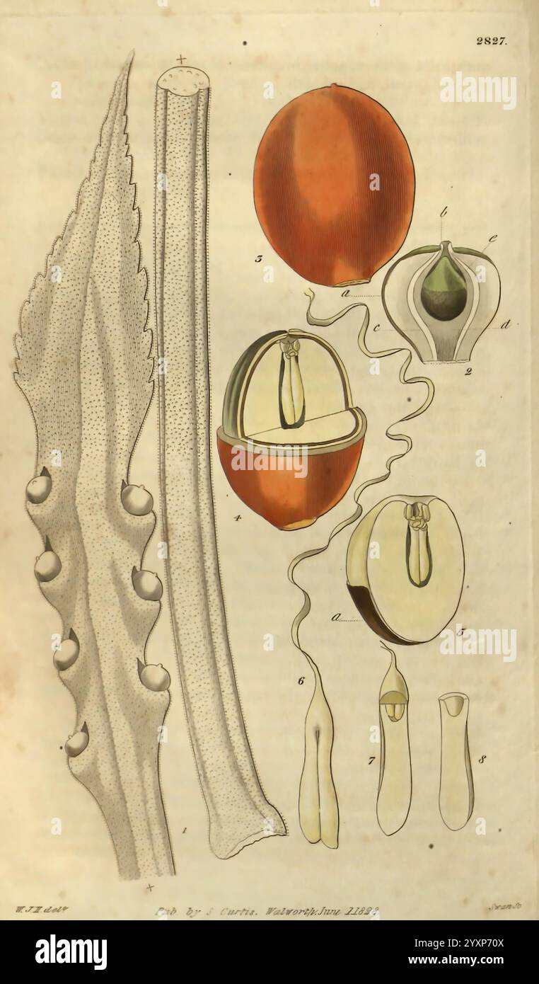 Segmented seed pod hi-res stock photography and images - Alamy