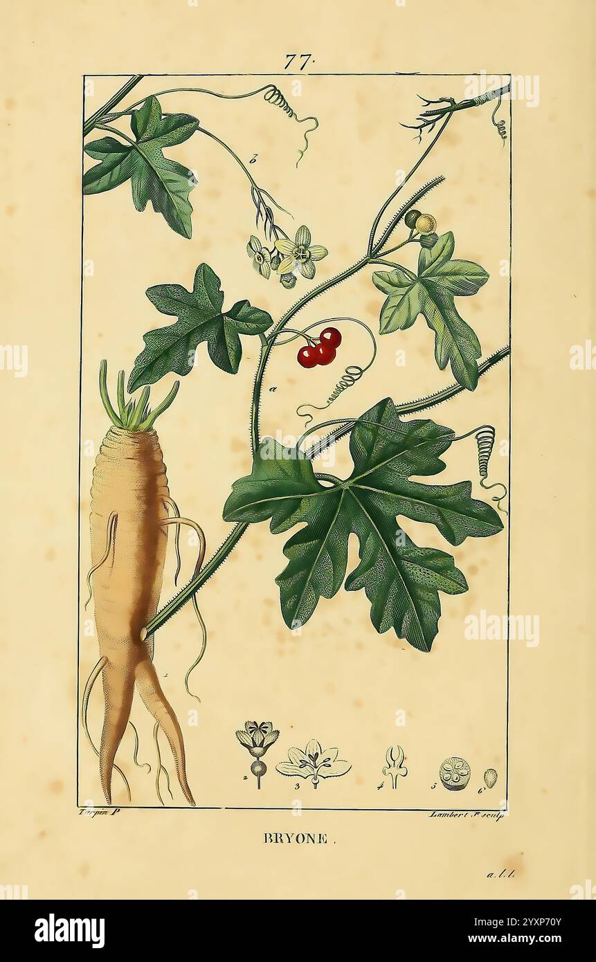 Distinctive lobed edges hi-res stock photography and images - Alamy