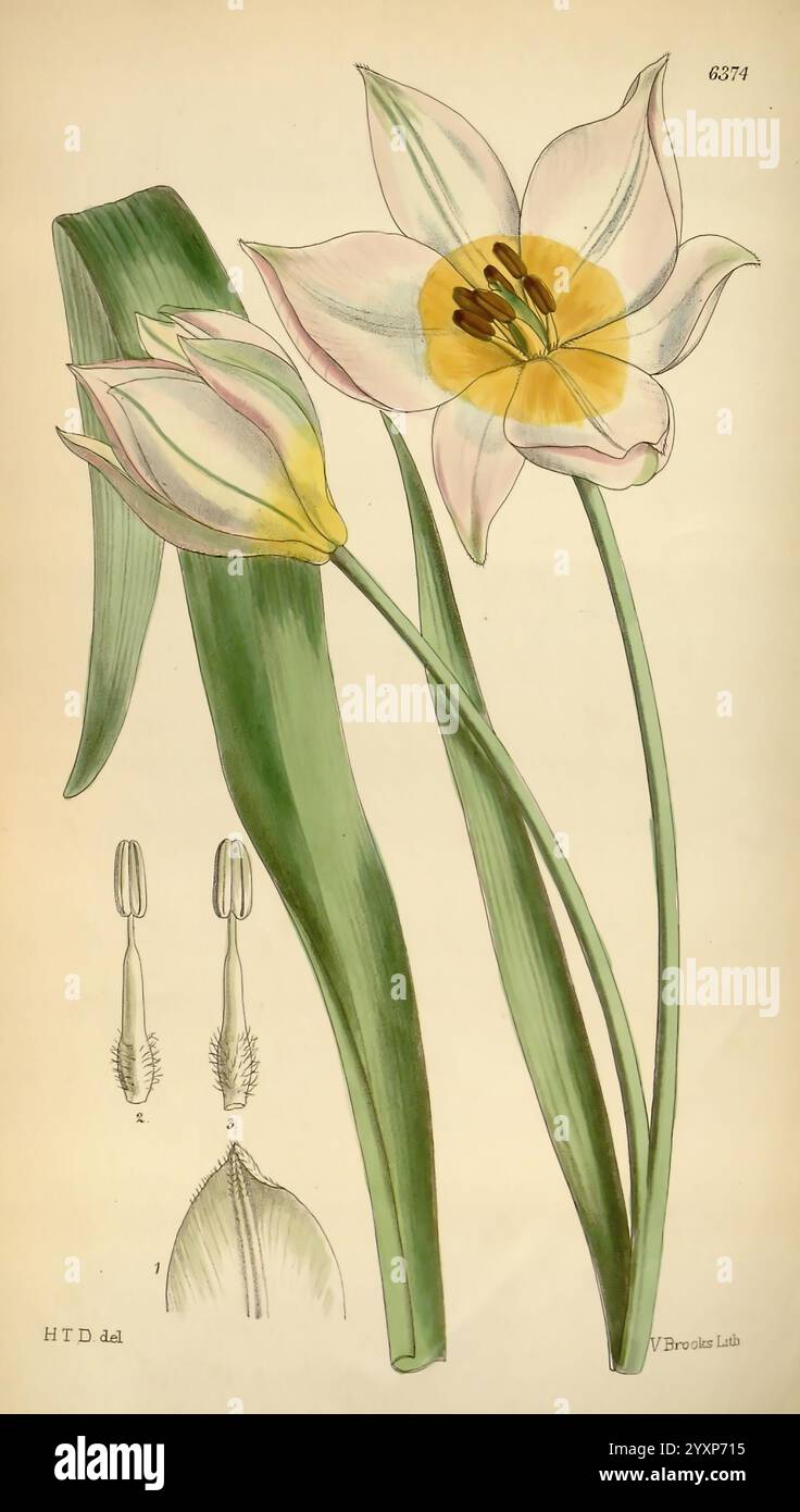 Curtis's Botanical Magazine London New York botanical illustration ...