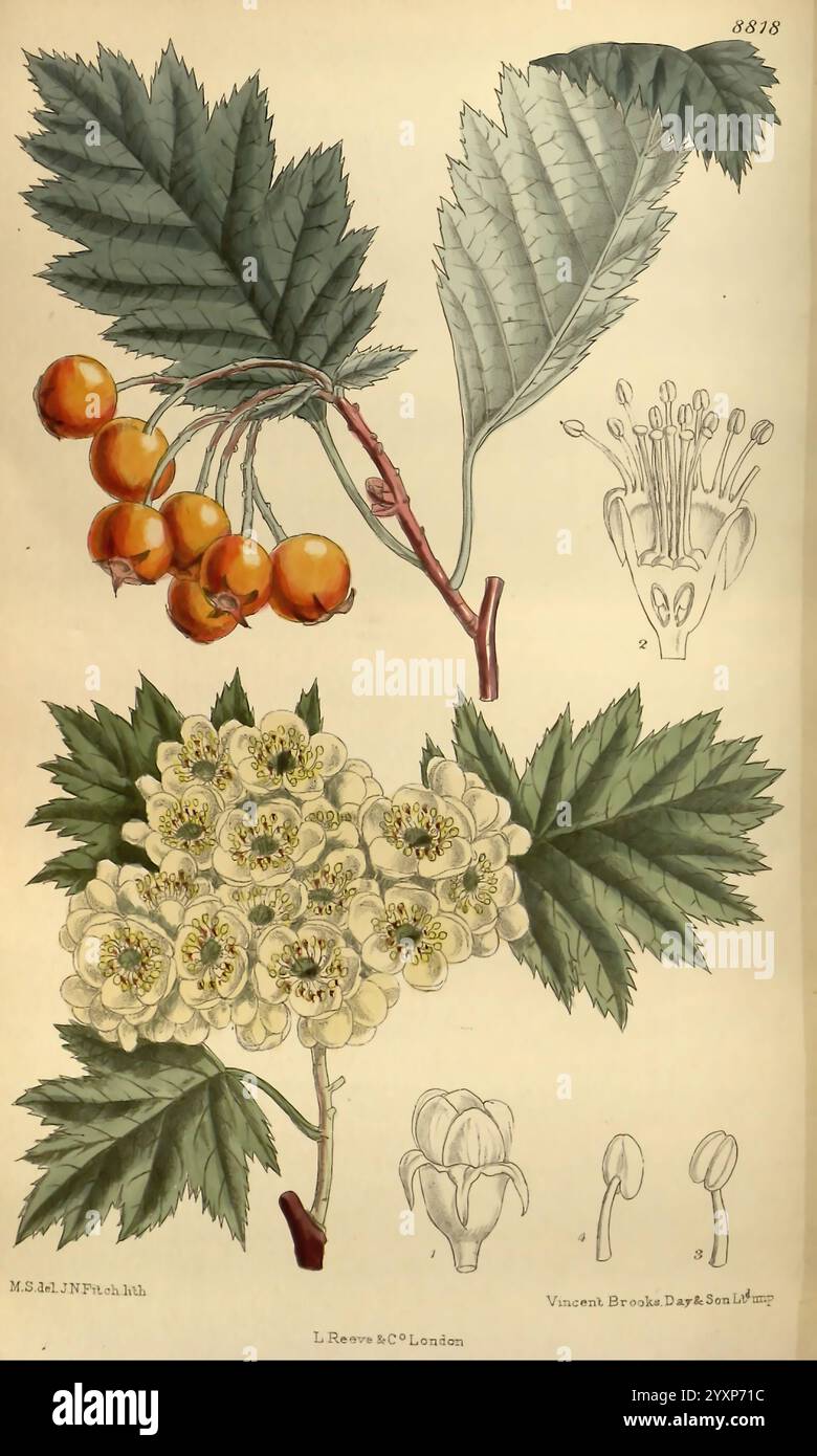 Curtis's Botanical Magazine, London, New York, botanical illustration ...