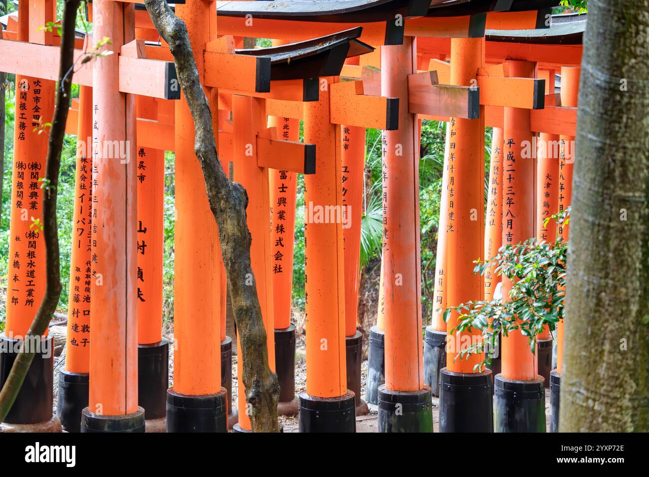 The torii gate covered walking path at Fushimi Inari Taisha temple in ...