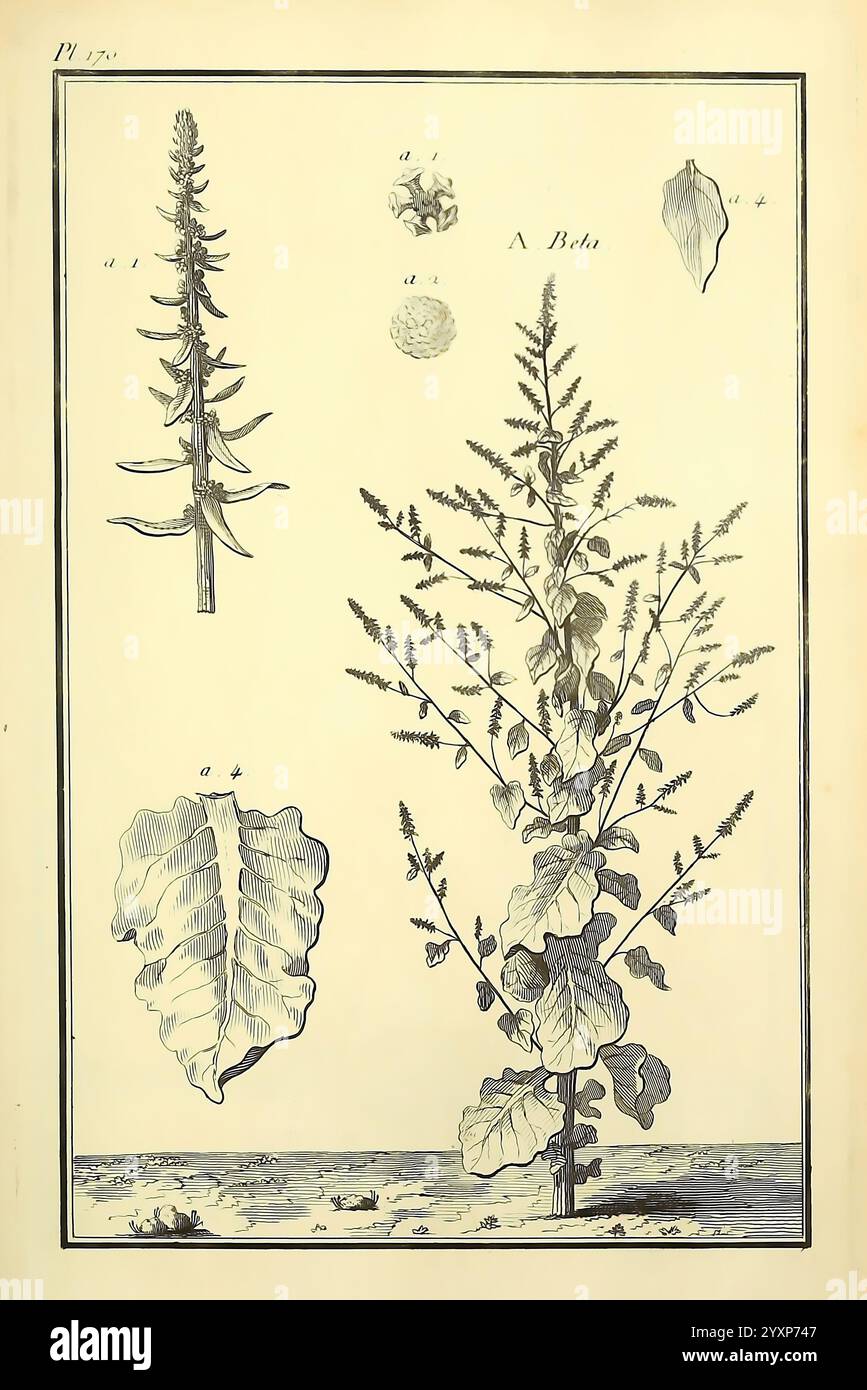 Featuring detailed botanical drawings hi-res stock photography and ...