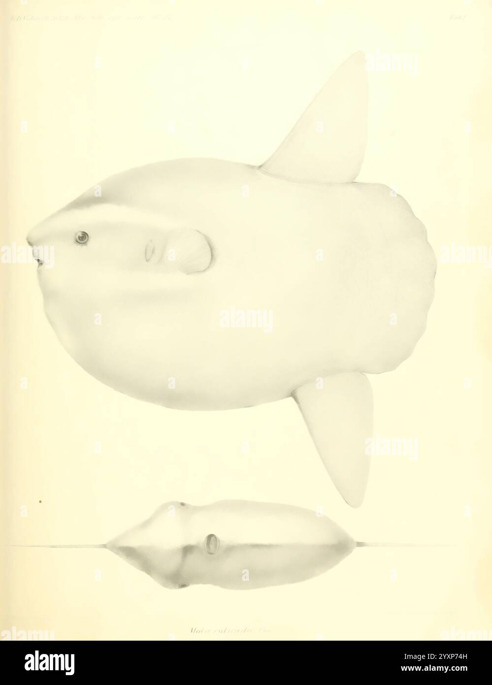 Species mola rotunda hi-res stock photography and images - Alamy