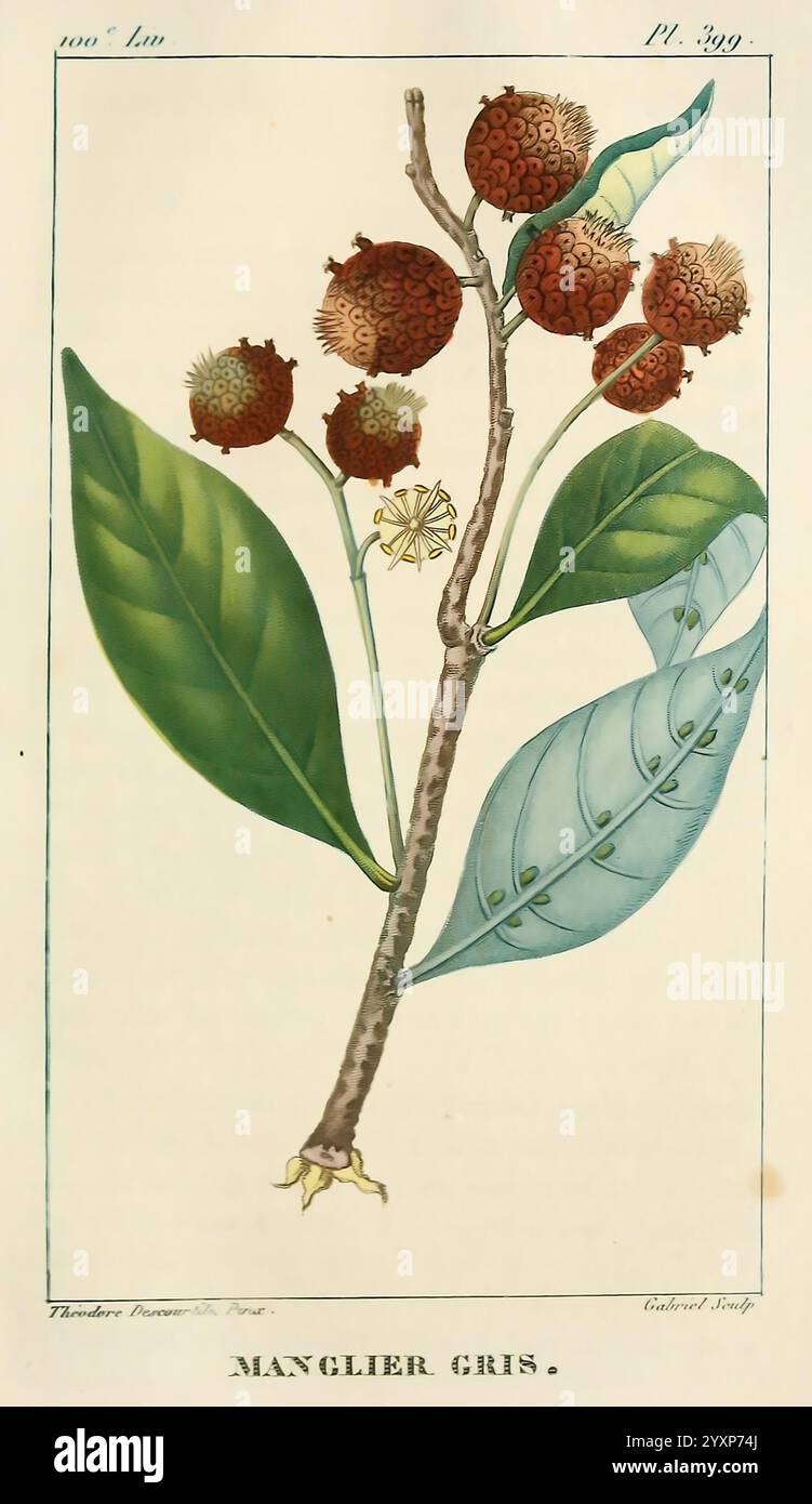 Manglier gris hi-res stock photography and images - Alamy