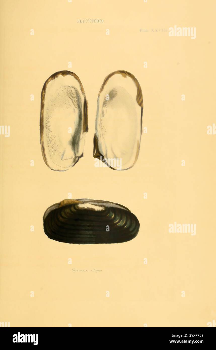 Conchologia systematica, or Complete system of conchology, London ...