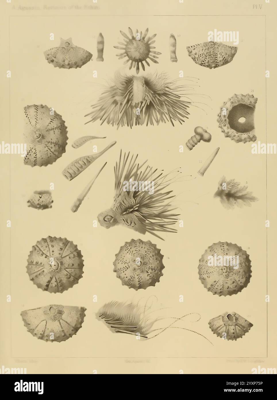 Revision of the Echini Cambridge, Mass, University Press, 1872-1874 ...
