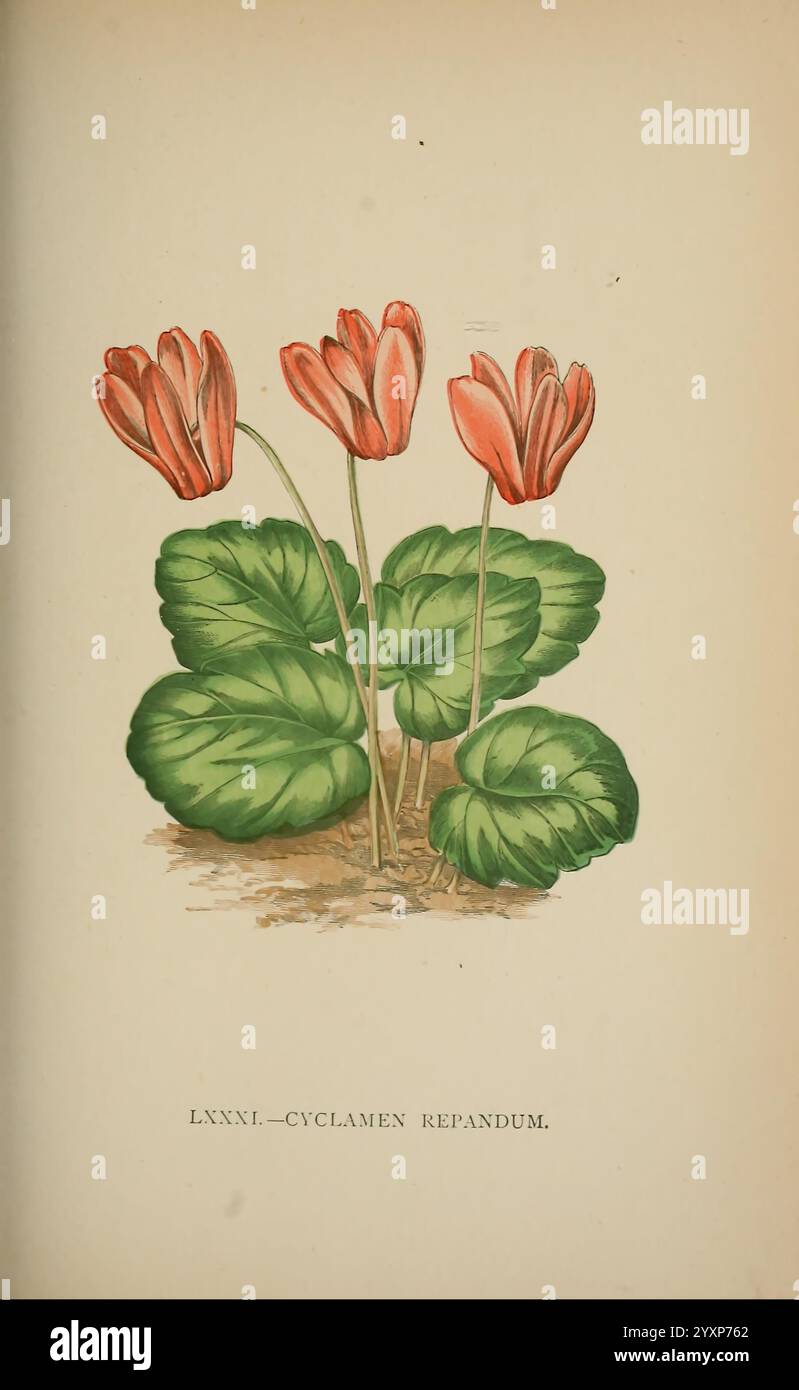 Arrangement showcases three prominent flowers hi-res stock photography ...