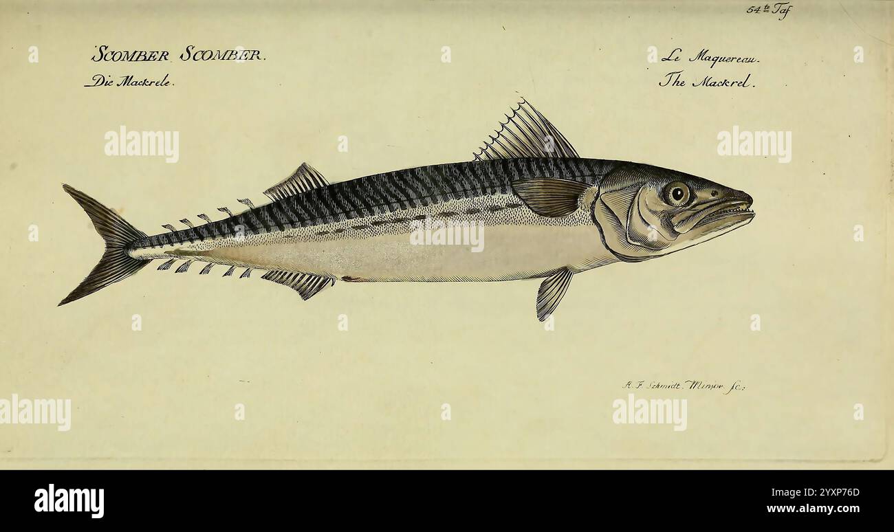 Pictorial works scomber scomber hi-res stock photography and images - Alamy