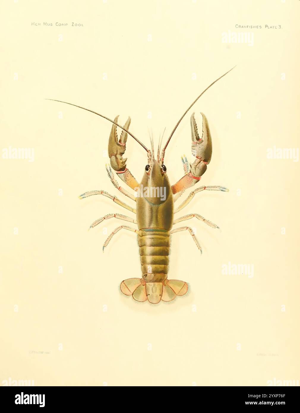 Lobsters features hi-res stock photography and images - Alamy