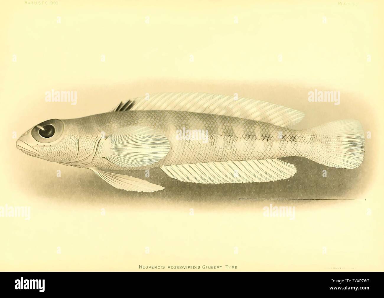 The deep-sea fishes, [of the Hawaiian Islands], Washington, Govt. Print ...