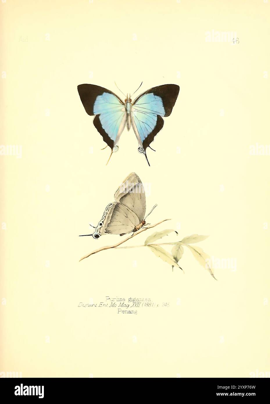 Aid to the Identification of Insects London, E.W. Janson, 1880-90 ...
