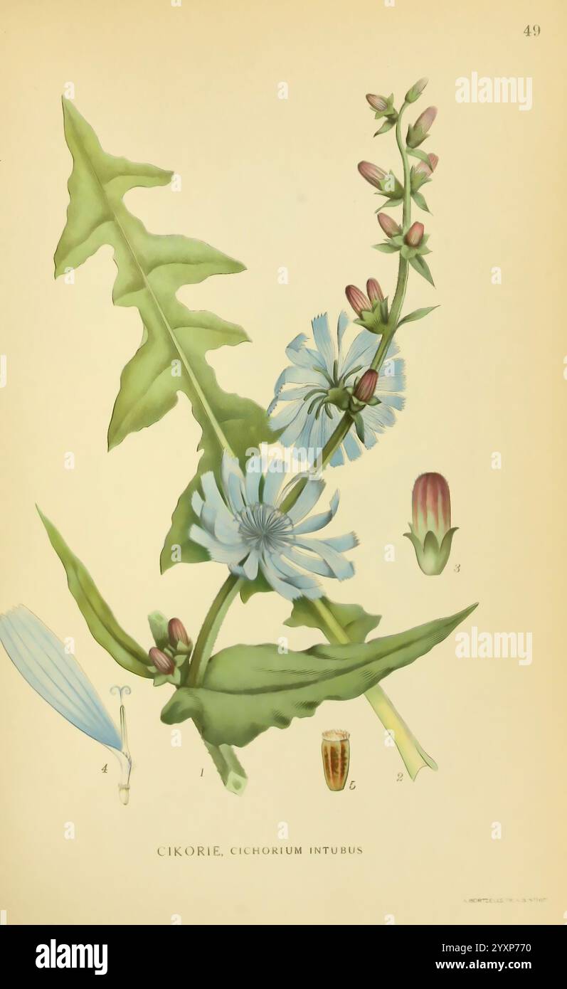 Billeder af nordens flora. v.1, København, G.E.C. Gad's forlag, 1917 ...