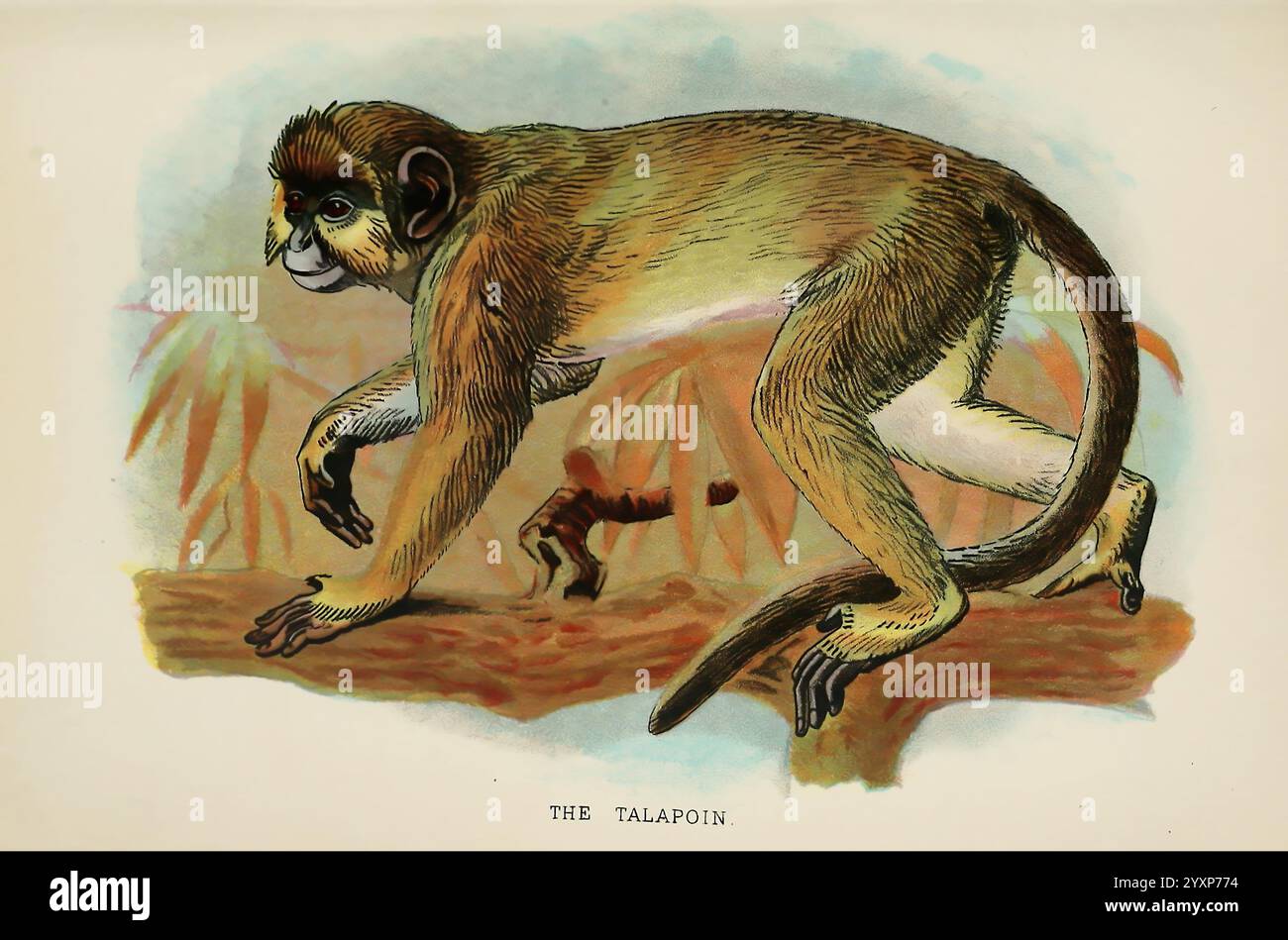 Malayan macaque hi-res stock photography and images - Alamy