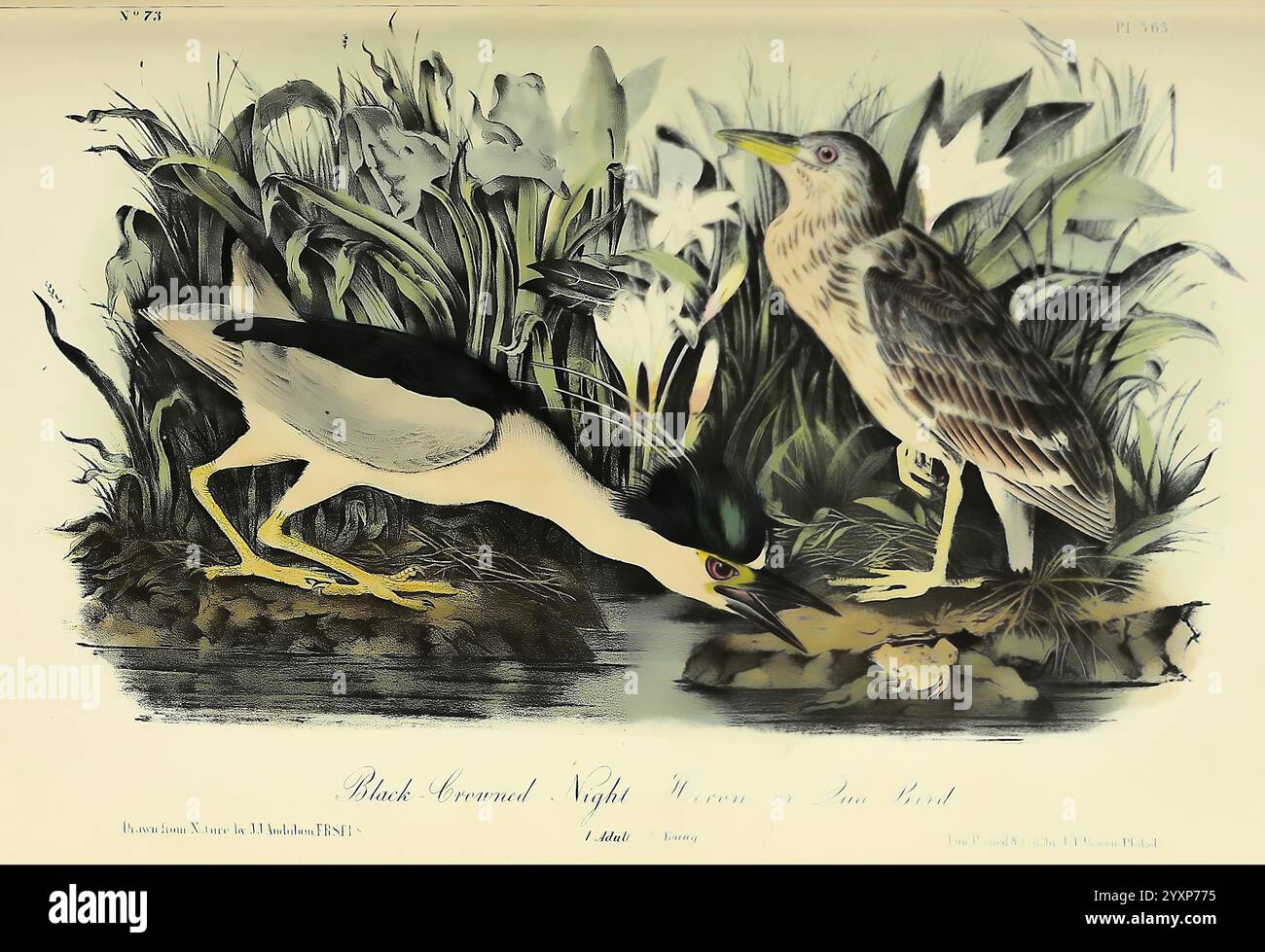 Two distinct bird species set hi-res stock photography and images - Alamy