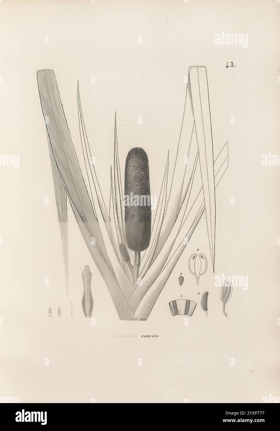 Species typha angustifolia hi-res stock photography and images - Alamy