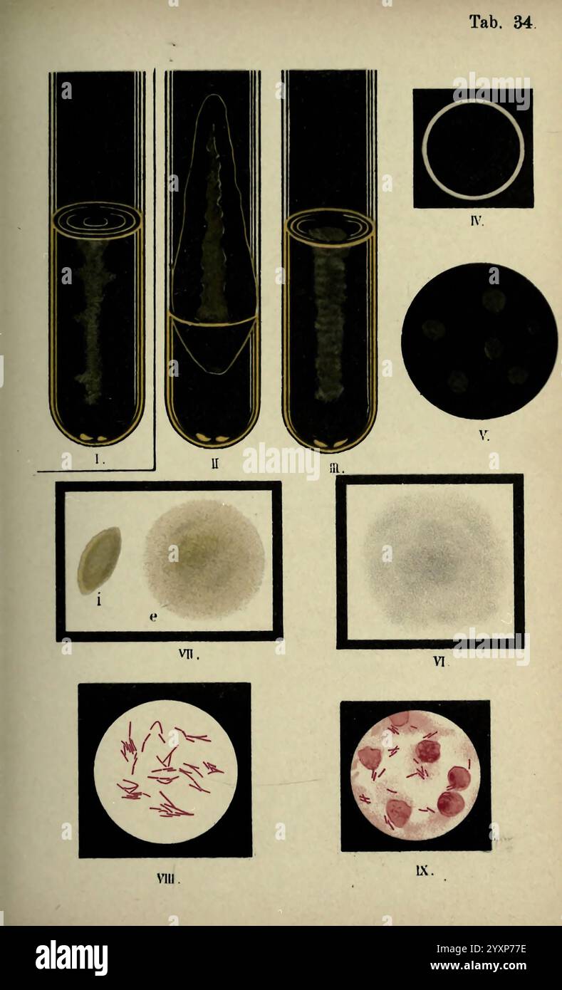 First three sections hi-res stock photography and images - Alamy