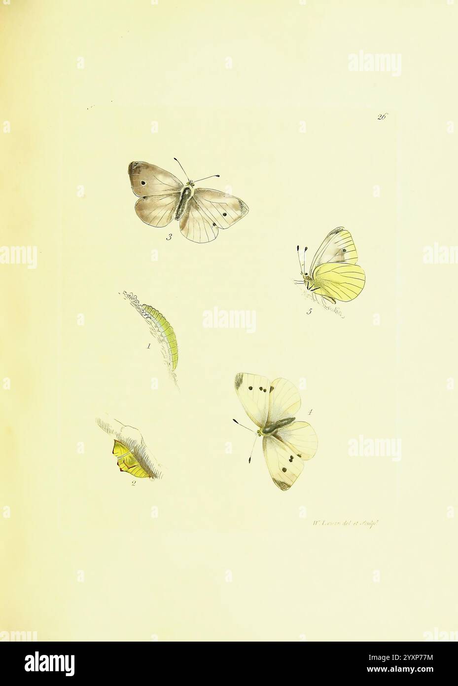 The papilios of Great Britain, London, Printed for J. Johnson, 1795 ...