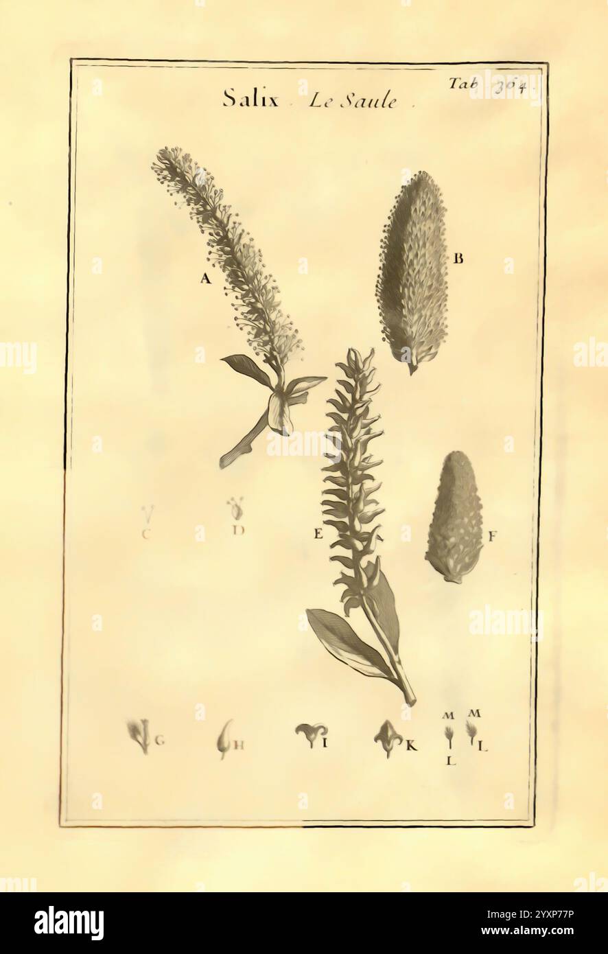 Showcases several detailed botanical elements labeled hi-res stock ...