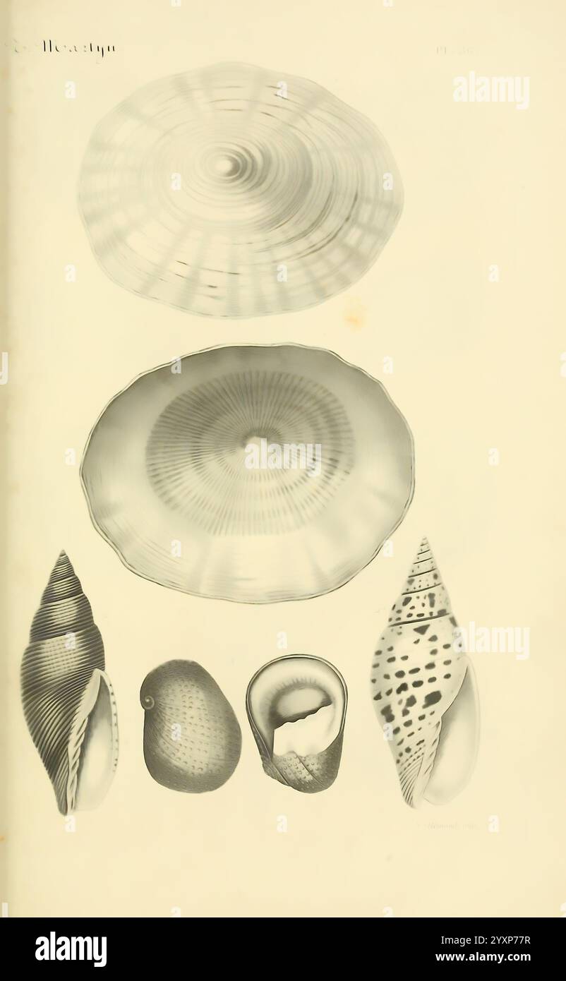 Dome shaped shell displays hi-res stock photography and images - Alamy