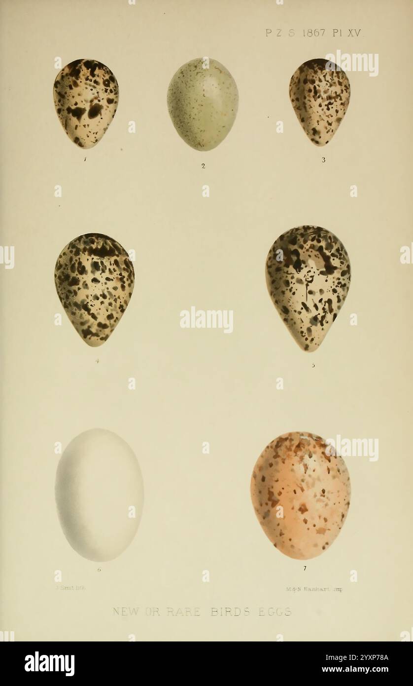 Dierkunde periodicals zoology birds hi-res stock photography and images ...