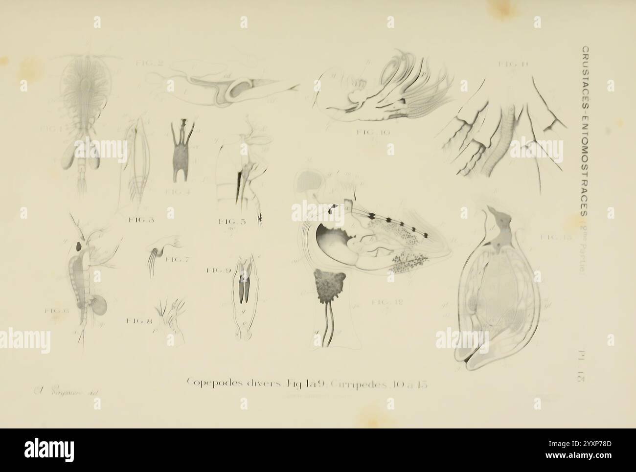 Atlas d'anatomie comparée des invertébrés, Paris, Doin, 1890, anatomy ...