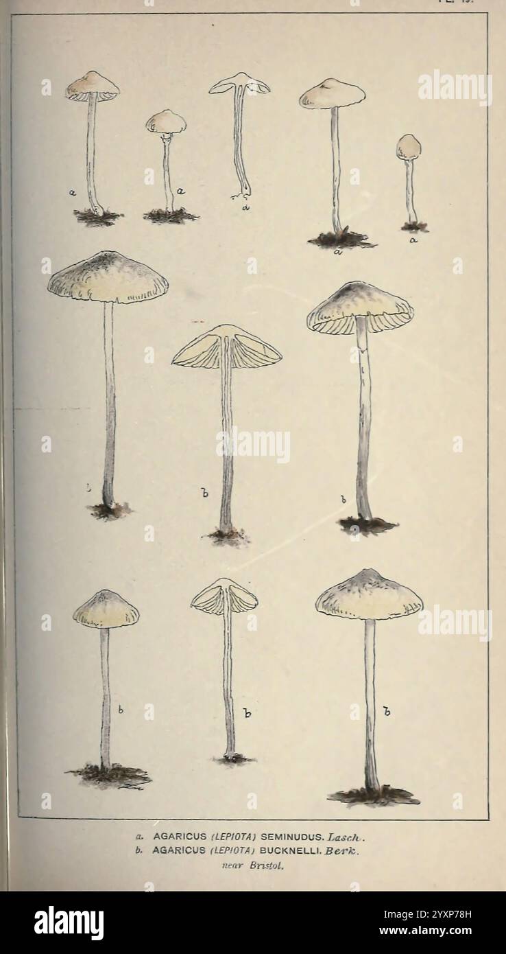 Stem thickness hi-res stock photography and images - Alamy