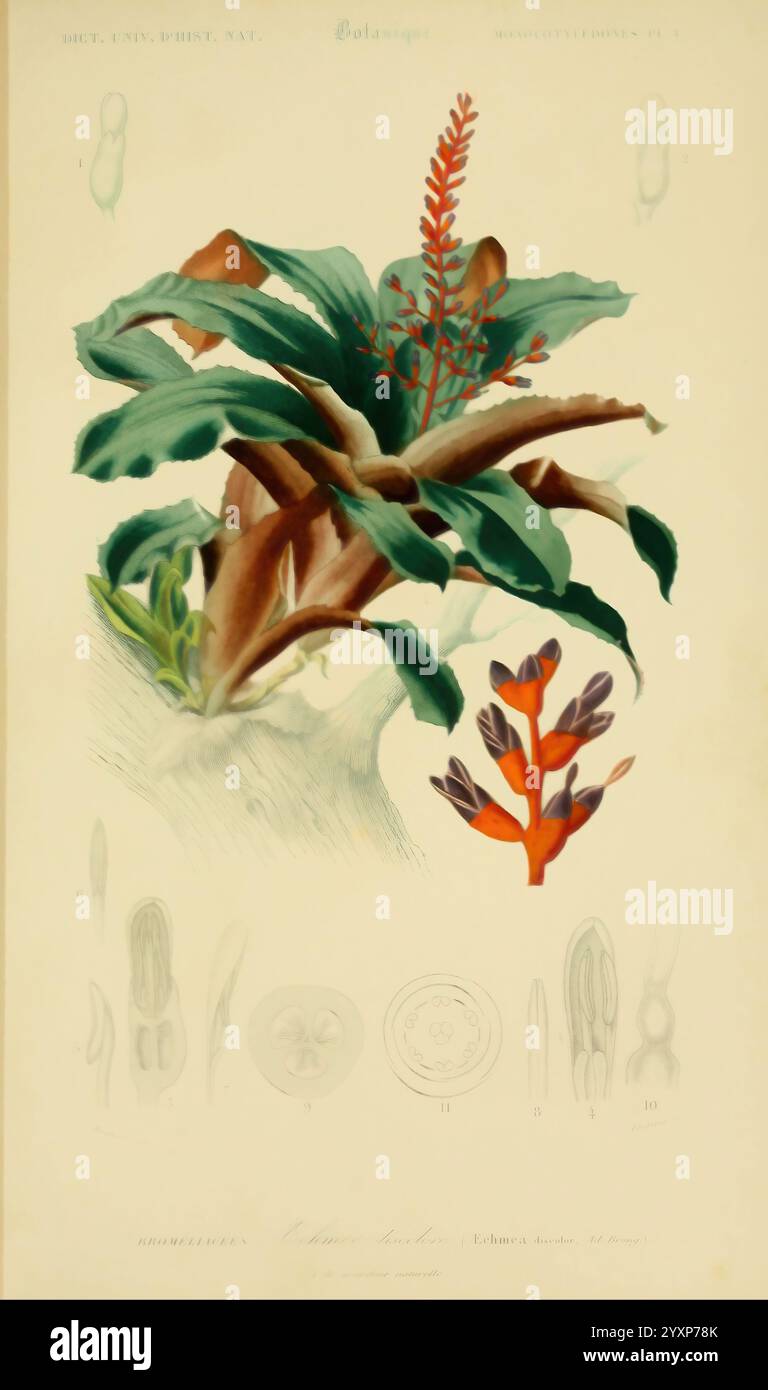 Bromeliad plants hi-res stock photography and images - Alamy