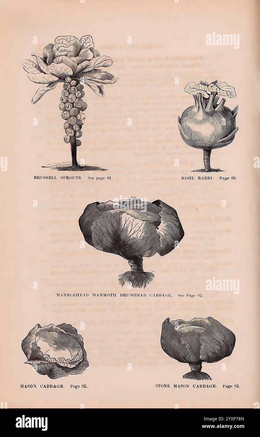A descriptive catalogue of choice vegetable, flower, and agricultural ...