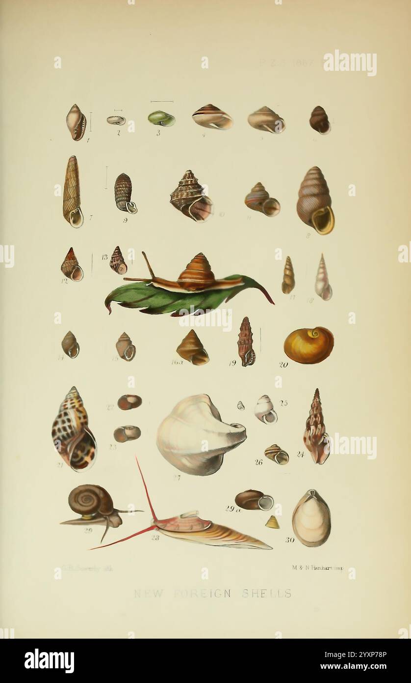 Proceedings of the Zoological Society of London London Academic Press ...