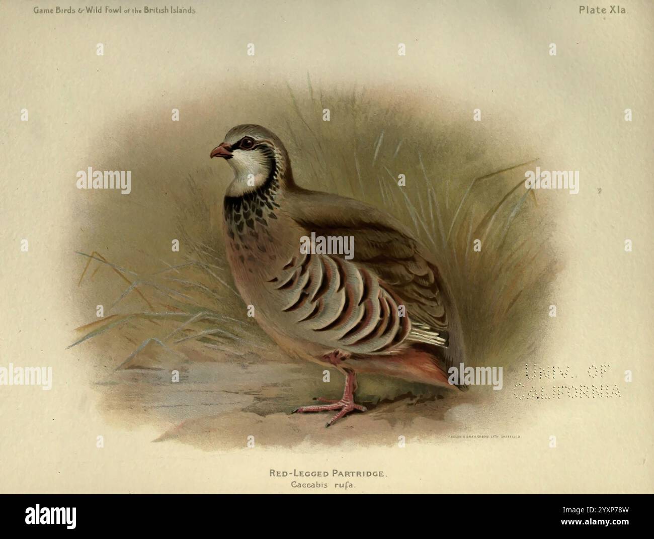 The game birds and wild fowl of the British Islands. Sheffield, Pawson ...