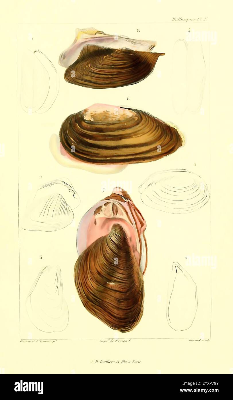 Les mollusques, Paris, J. B. Baillière, 1868, mollusks, classification ...