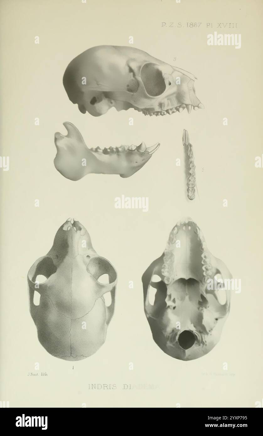 Accurate anatomical study hi-res stock photography and images - Alamy