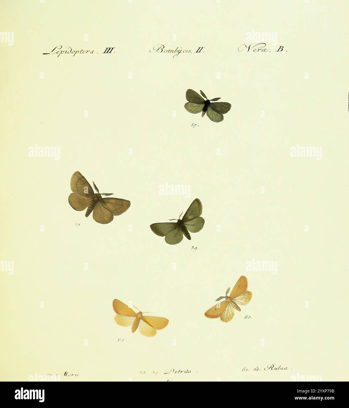 Butterfly boasts hi-res stock photography and images - Alamy