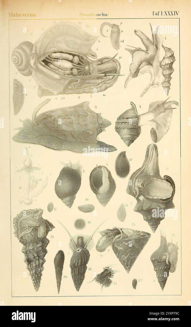 Dr. H.G. Bronn's Klassen und Ordnungen der Weichthiere (Malacozoa ...
