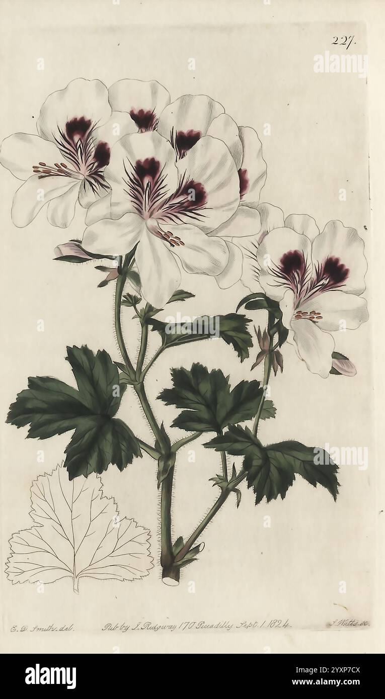Geraniaceae, London, Printed for James Ridgway, Piccadilly, 1820-1830 ...