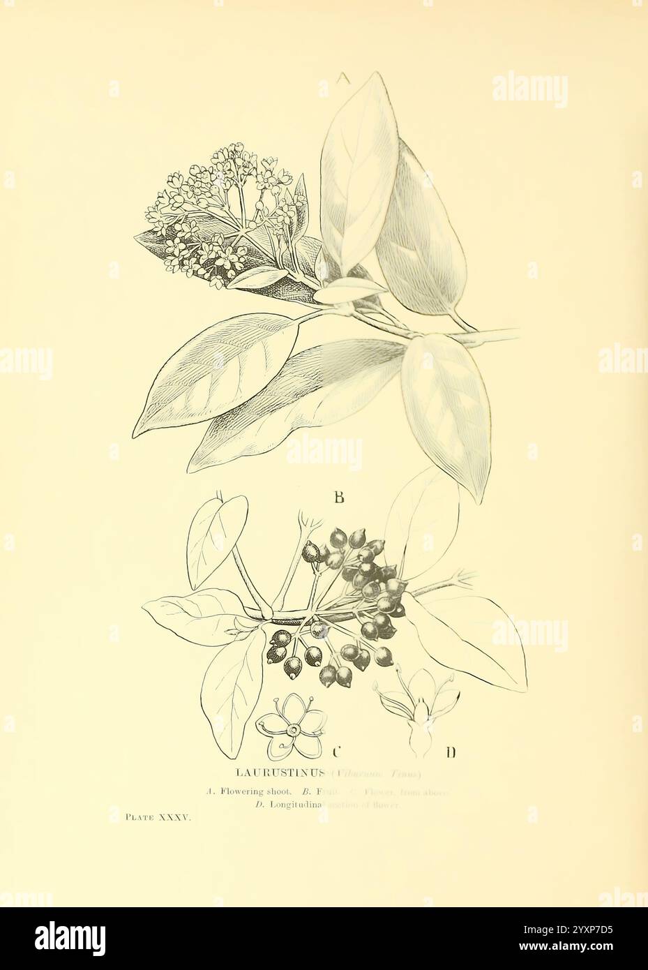 Trees and shrubs of the British Isles, London, Dent, 1909, botany ...