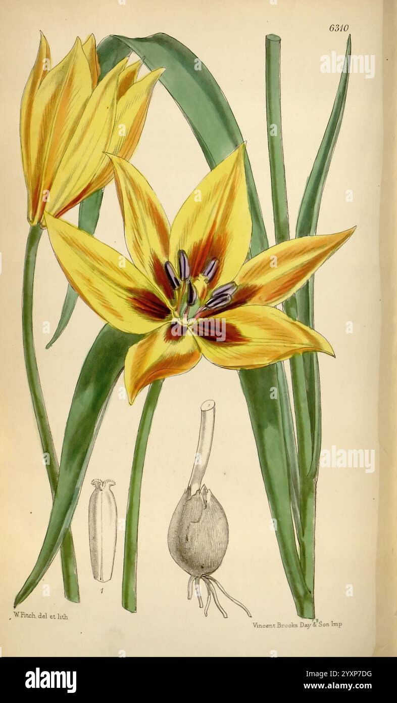Curtis's Botanical Magazine, London, New York, Botanical Illustration ...