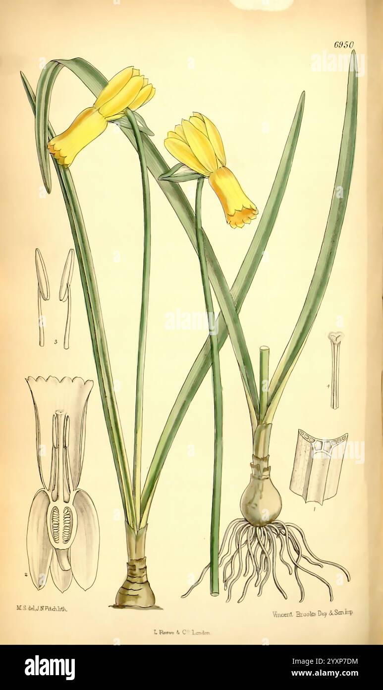Curtis's Botanical Magazine, London, New York, botanical illustration ...