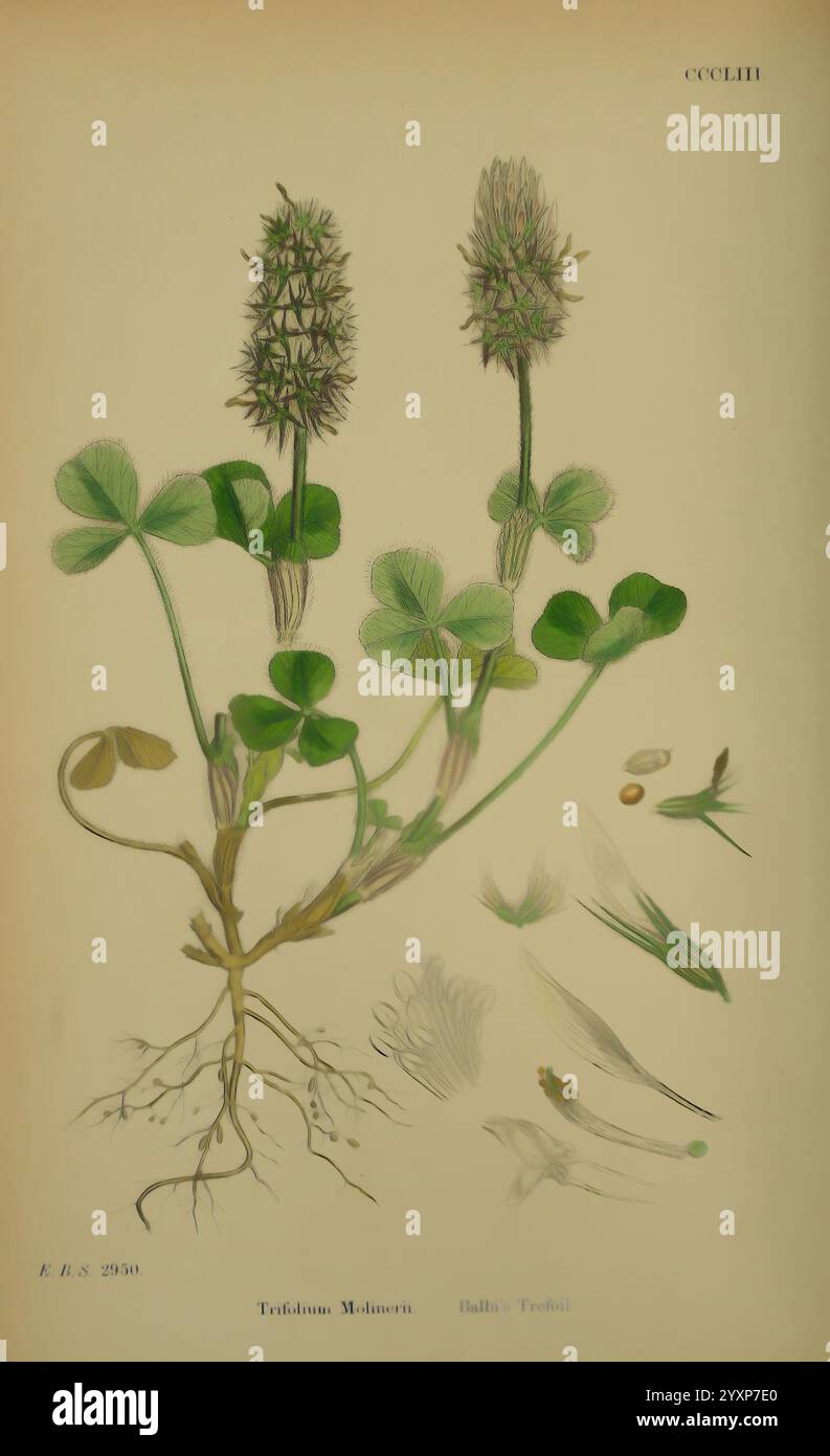 Identifying specific botanical features hi-res stock photography and ...