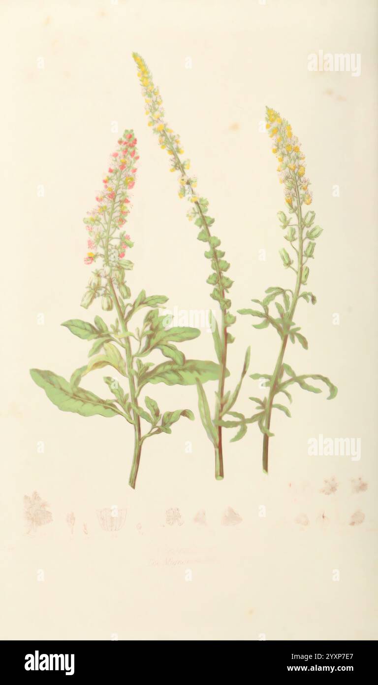 Illustration features three vertical stems hi-res stock photography and ...