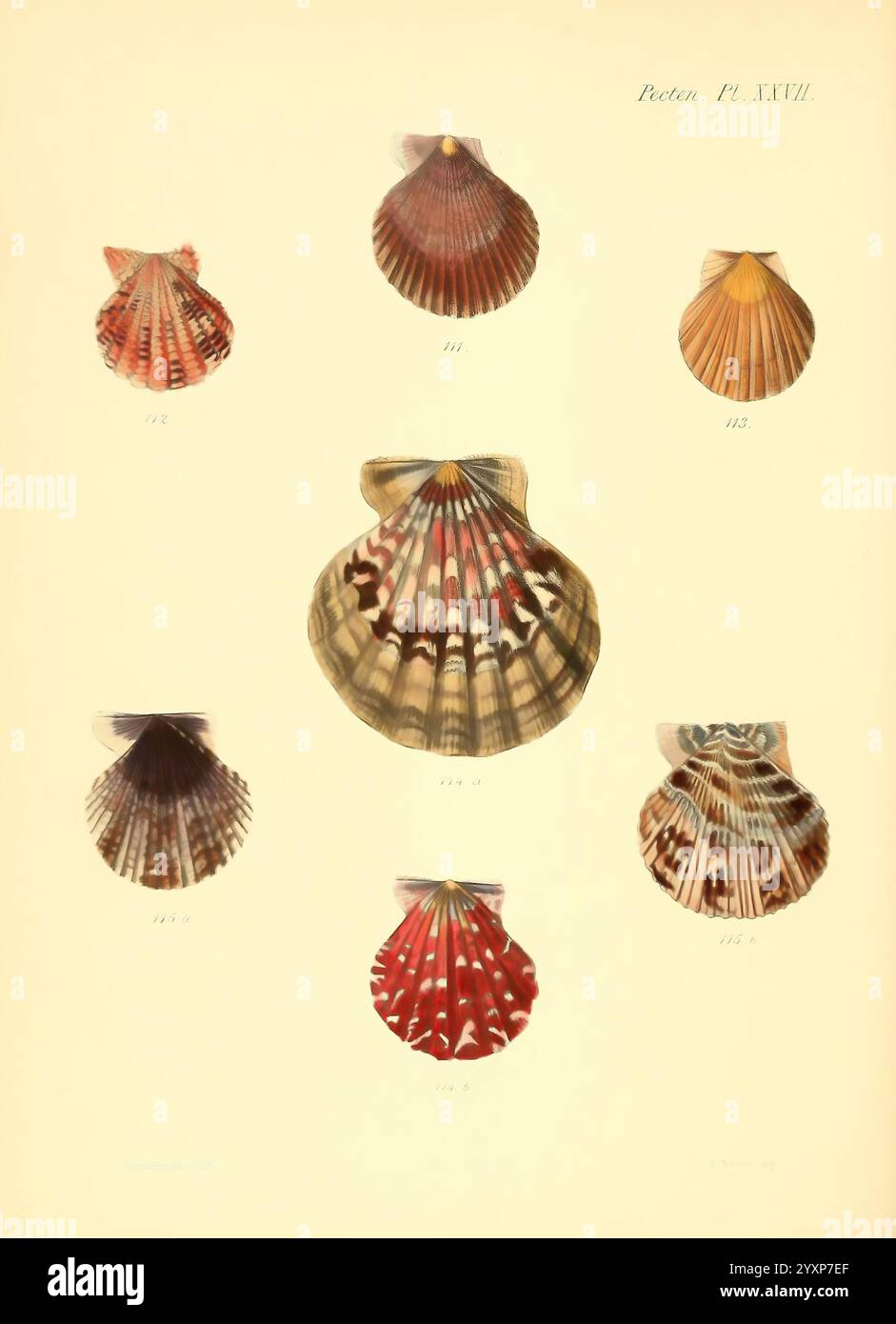 Meticulous representation of biodiversity within marine life hi-res ...