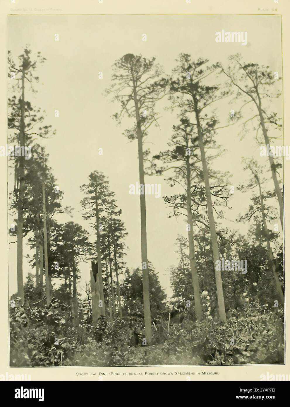 Regenerating forest ecosystem hi-res stock photography and images - Alamy