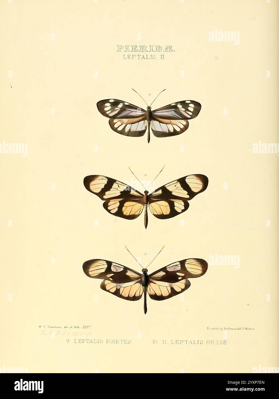 Middle butterfly features bold hi-res stock photography and images - Alamy