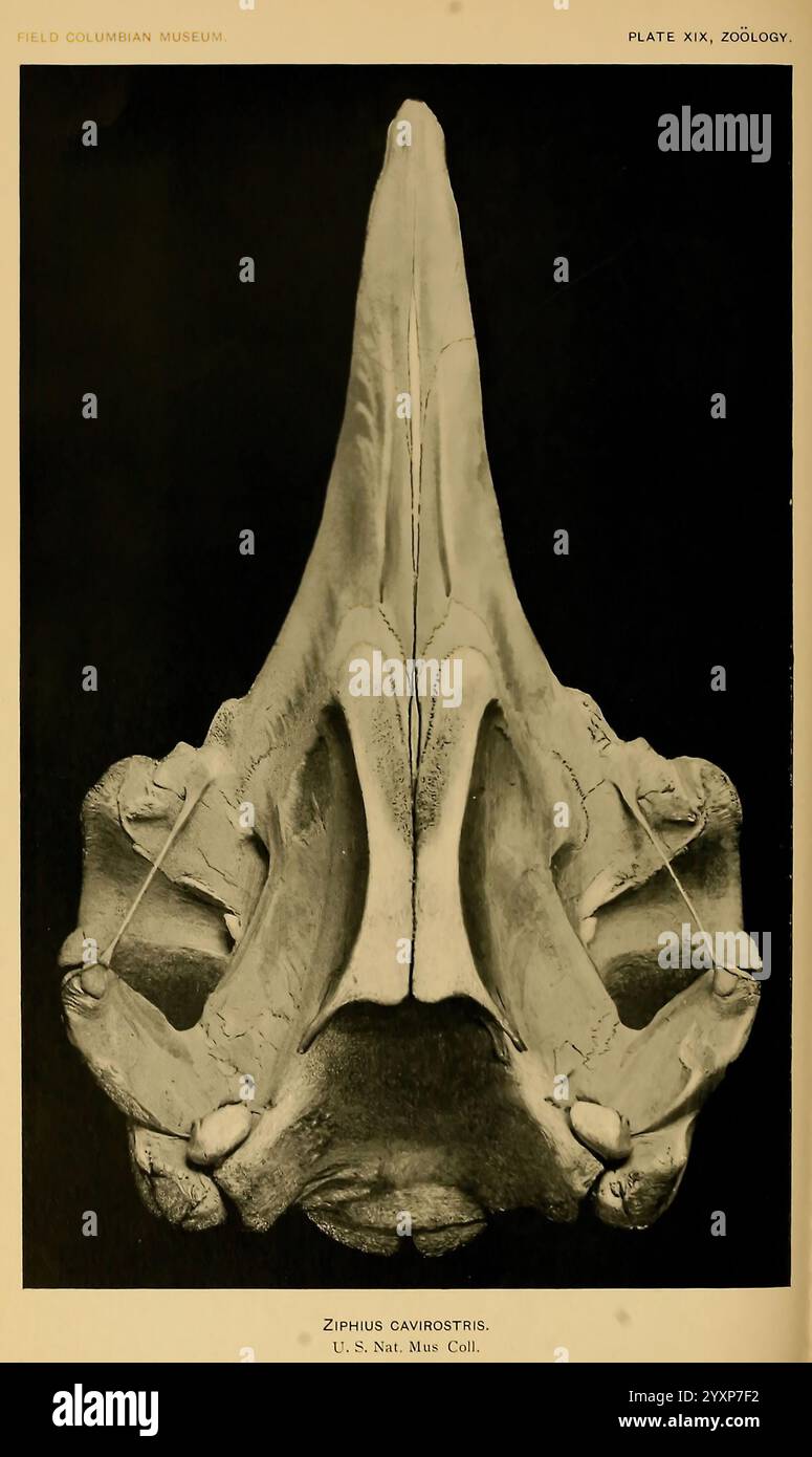 The, land, and, sea, mammals, of, Middle, America, and, the, West ...